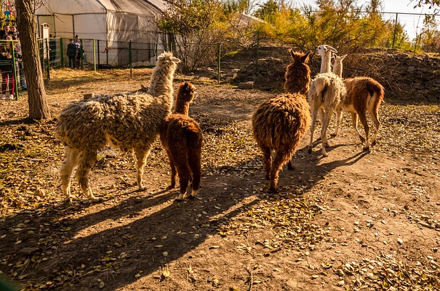Llamas Animals Mammals Animal - Free photo on Pixabay - Pixabay