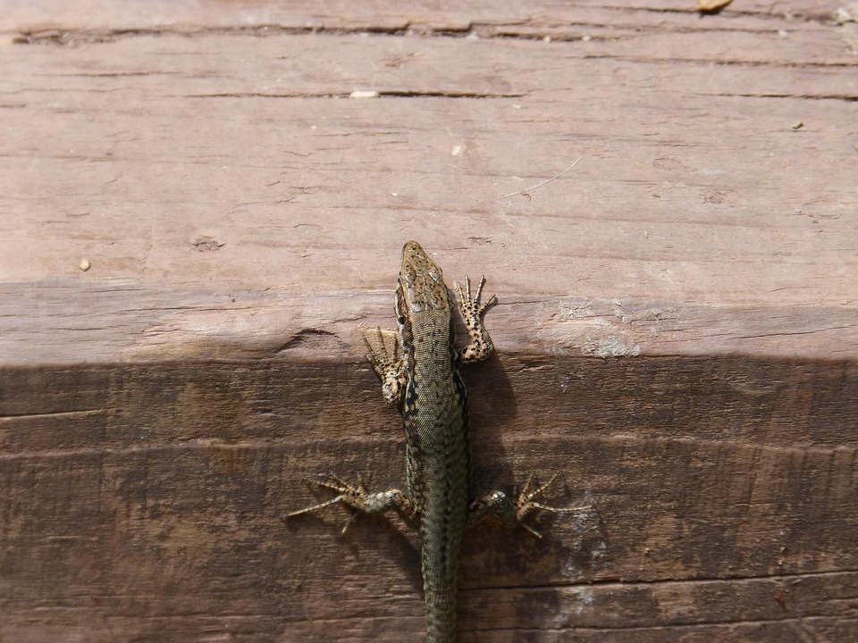 Lizard Sargantana Reptile - Free photo on Pixabay - Pixabay