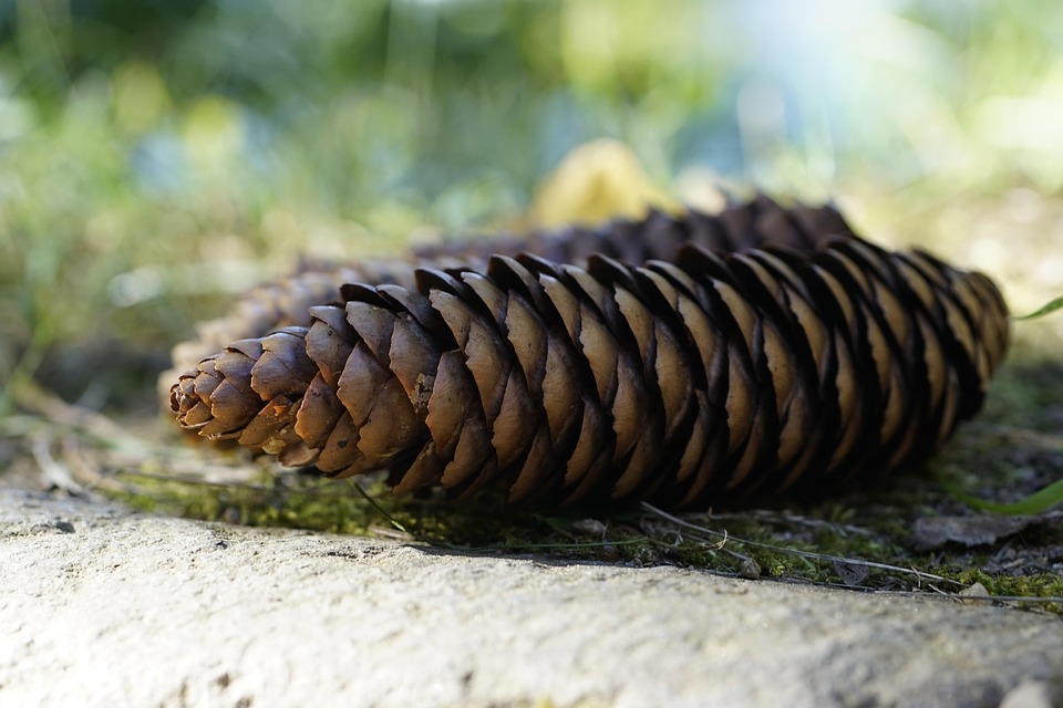 Pine Cone Picea Spruce - Free photo on Pixabay