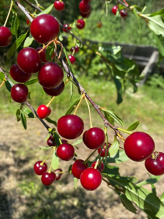 Wald Sommer Kirsche - Kostenloses Foto auf Pixabay - Pixabay