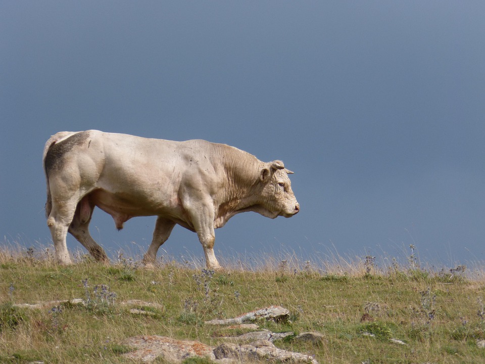 Toro Vůl Louka - Fotografie zdarma na Pixabay - Pixabay