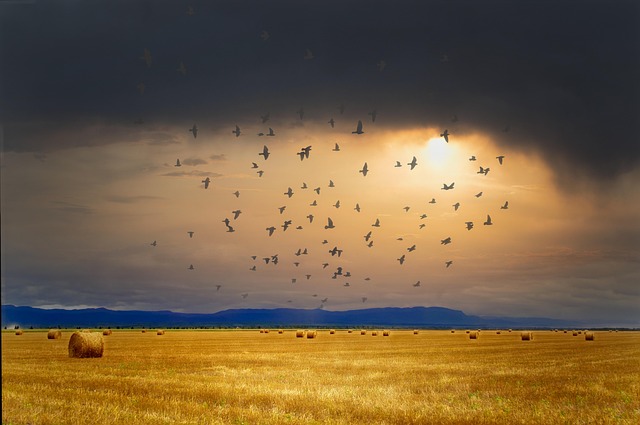 Hay Field Sunset Birds - Free photo on Pixabay - Pixabay