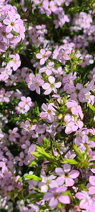 Geranium Liar Bunga Ungu Alam - Foto gratis di Pixabay - Pixabay