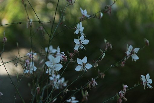 10+ Free White Gaura & Gaura Images - Pixabay