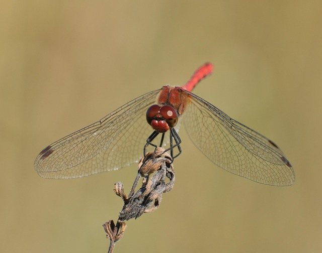Ruddy Darter Dragonfly - Free photo on Pixabay - Pixabay