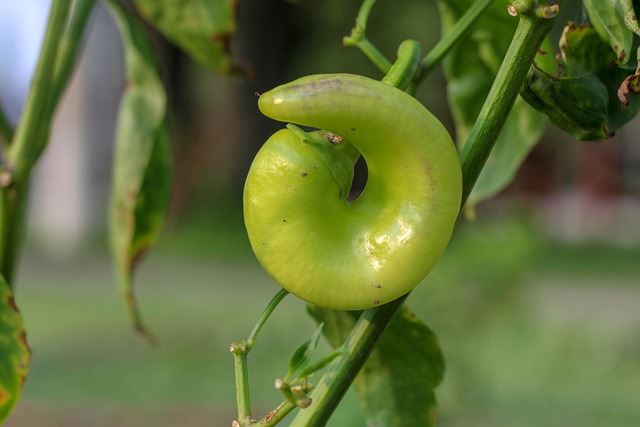 Pepper Plant Vegetable - Free photo on Pixabay - Pixabay