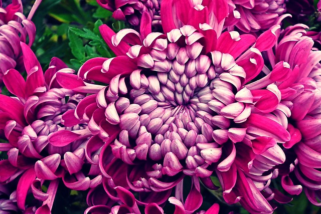 Flowers Chrysanthemums Plants - Free photo on Pixabay - Pixabay