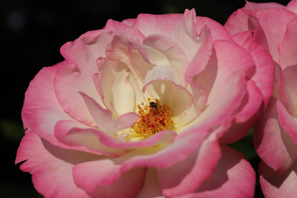 Pinke Rose Blume Natur - Kostenloses Foto auf Pixabay - Pixabay