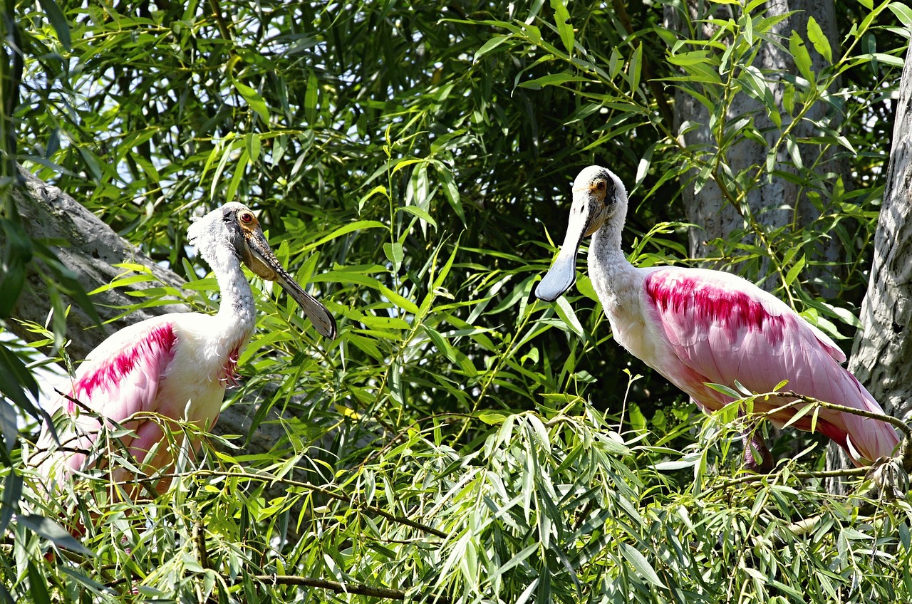 Roseate Spoonbills Birds Perched - Free photo on Pixabay - Pixabay