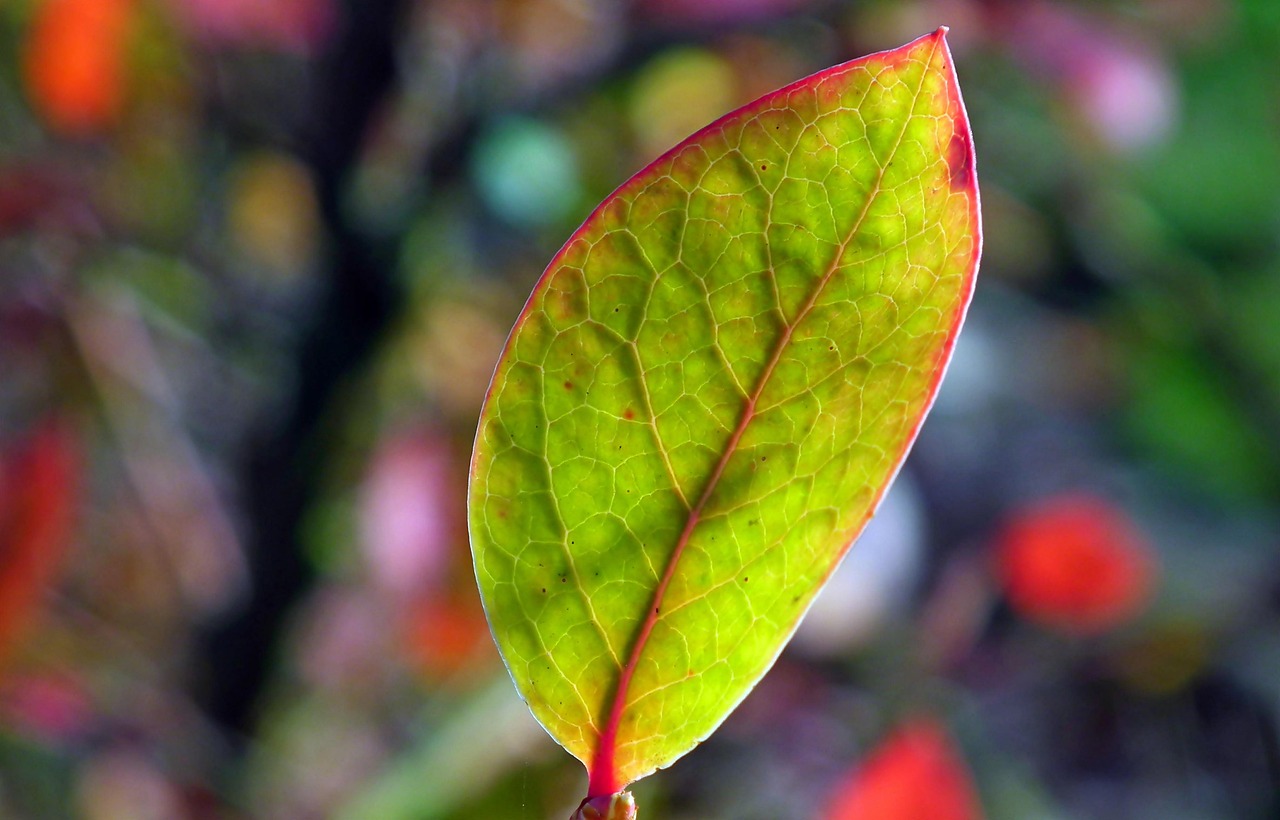 Leaf Autumn Nature - Free photo on Pixabay