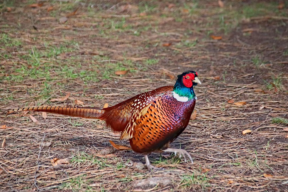 Pheasant Bird Animal - Free photo on Pixabay
