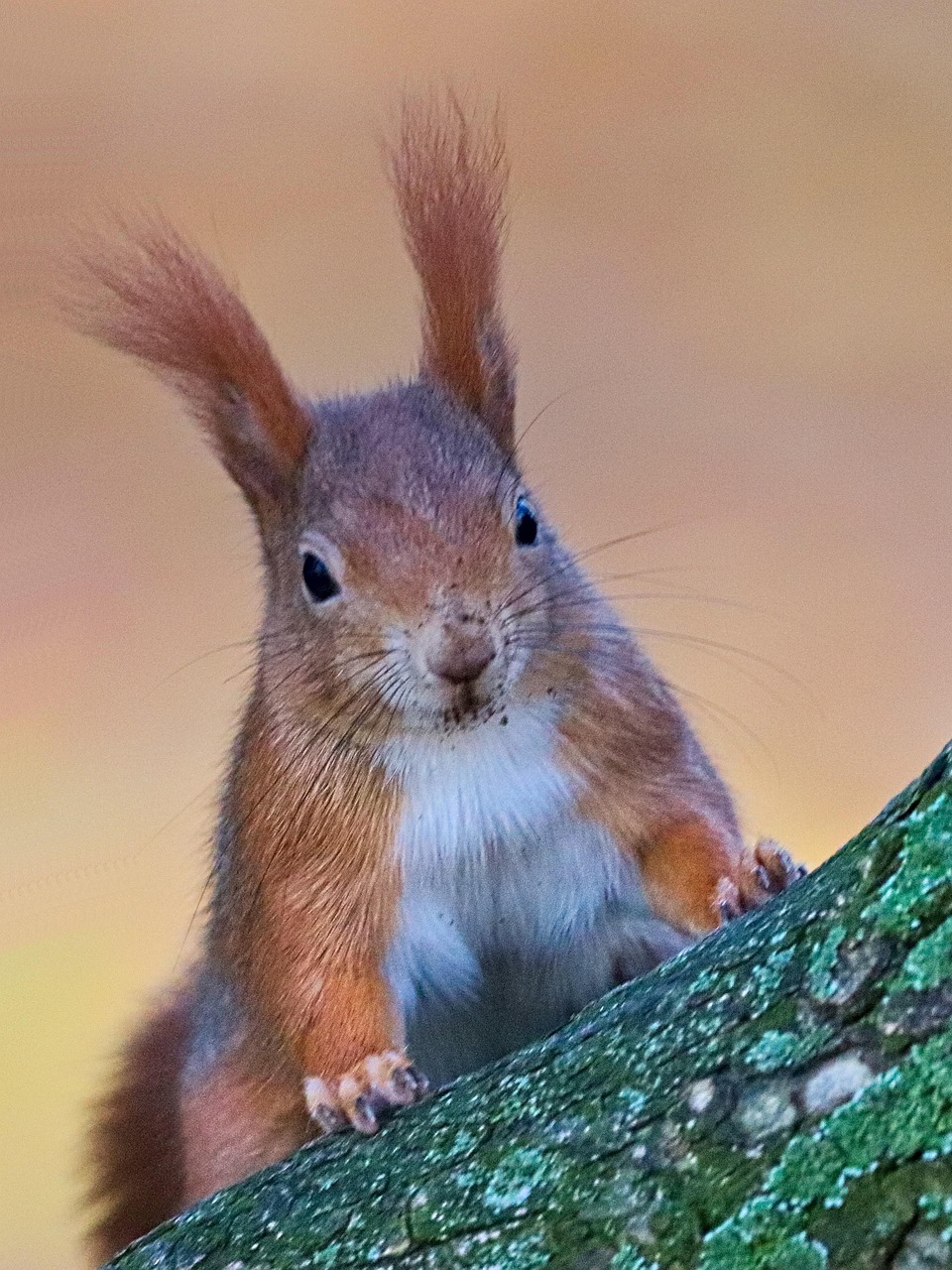 Mammal Pup Animal - Free photo on Pixabay - Pixabay