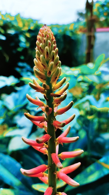 Flower Alovera Nature - Free photo on Pixabay - Pixabay