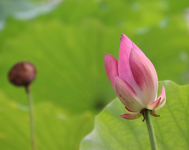 Bourgeon Floral Lotus Nénuphar - Photo gratuite sur Pixabay - Pixabay