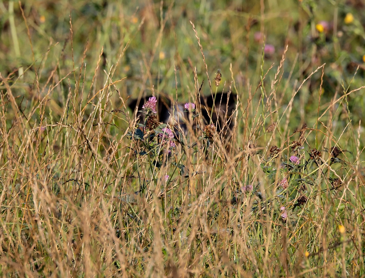 Dog Hiding Feild - Free photo on Pixabay - Pixabay