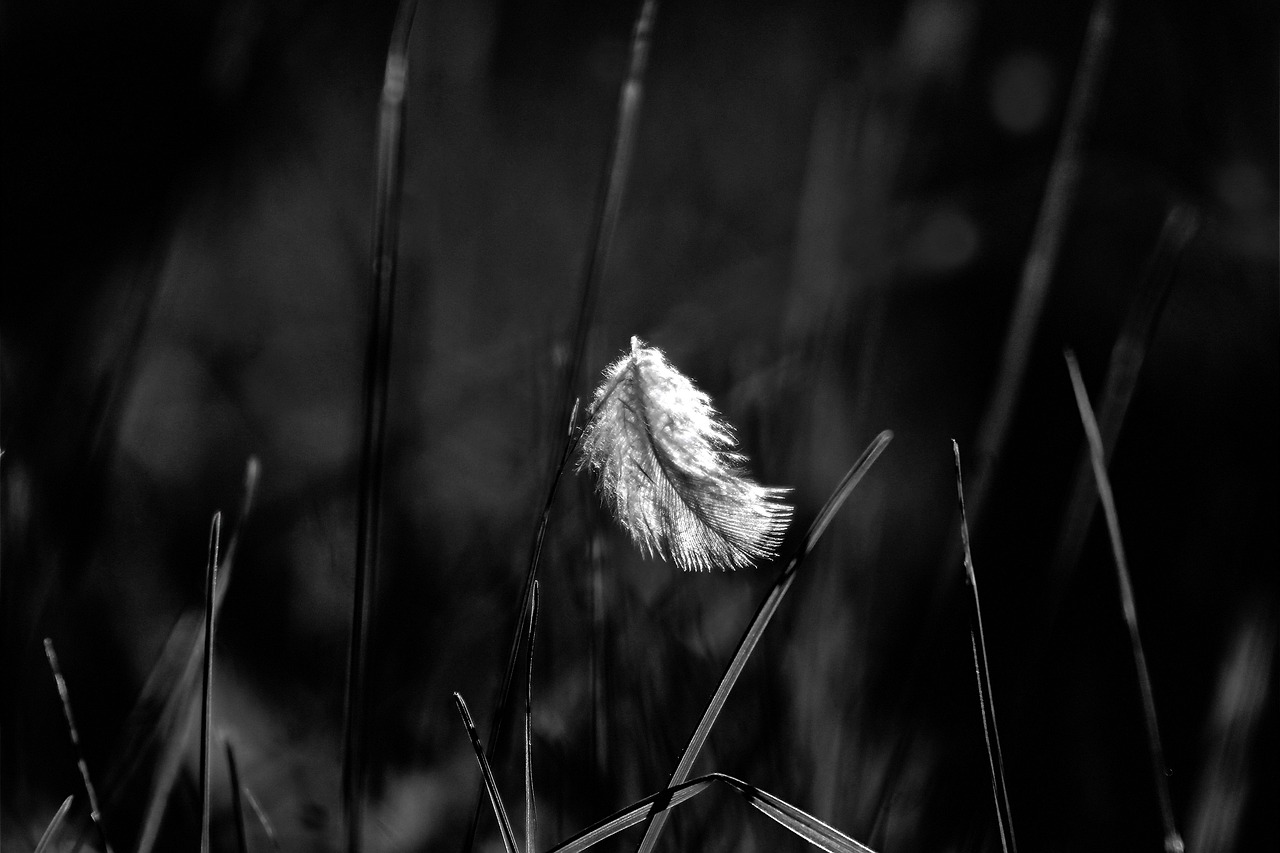 Bulu Rumput Hitam Dan Putih - Foto gratis di Pixabay - Pixabay