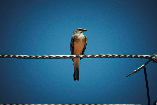 Aves Pájaros Ave - Foto gratis en Pixabay - Pixabay