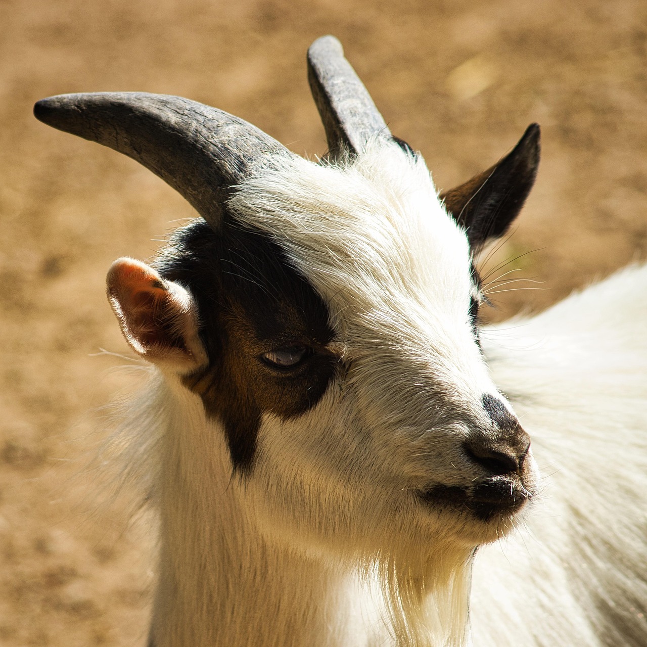 Animal Cabra Mamífero Animais - Foto gratuita no Pixabay - Pixabay