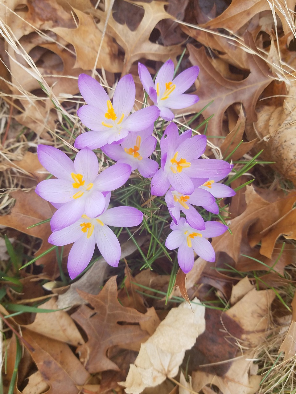 Crocus Le Printemps Nature - Photo gratuite sur Pixabay - Pixabay