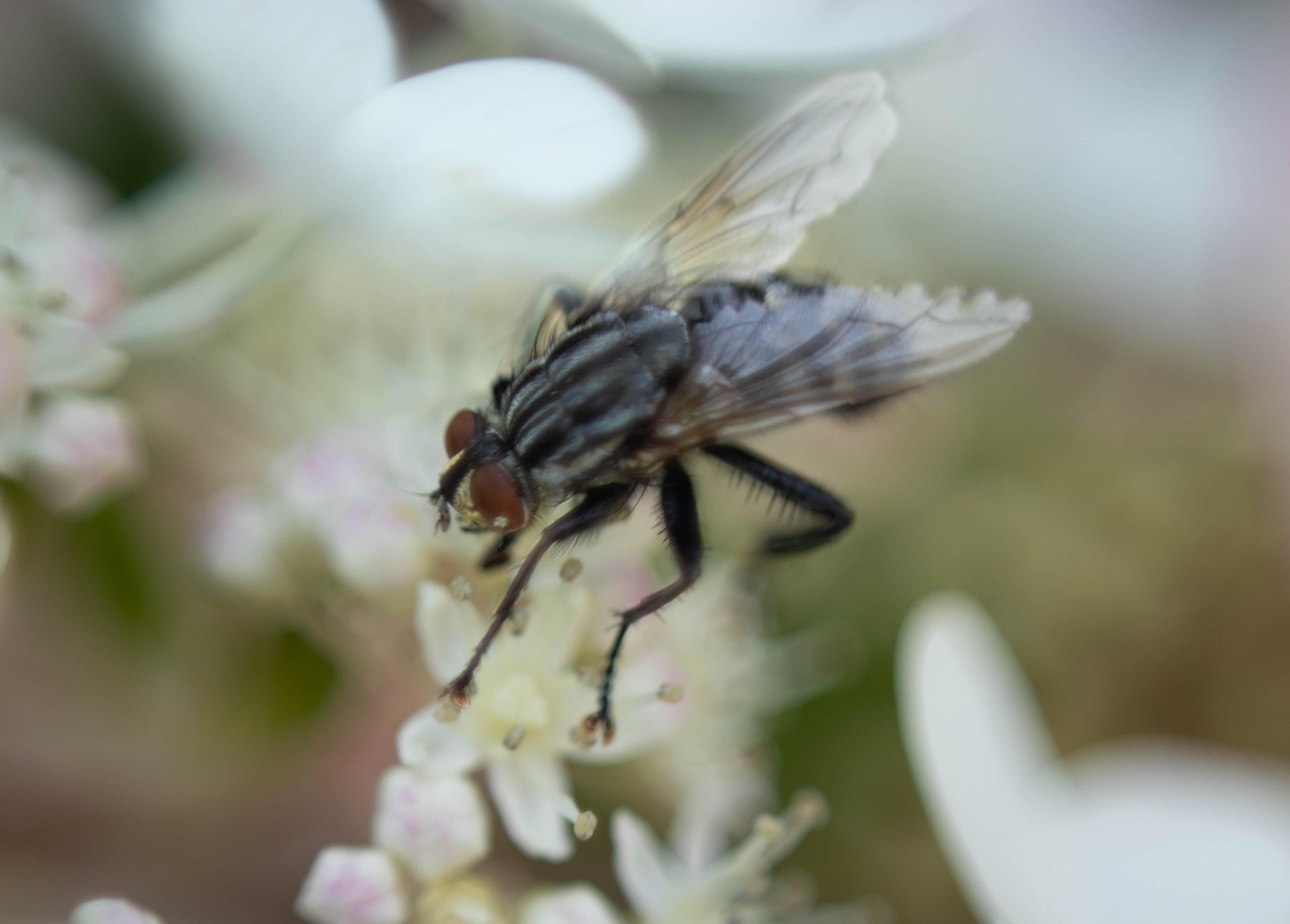 Insecte Mucha - Photo gratuite sur Pixabay - Pixabay
