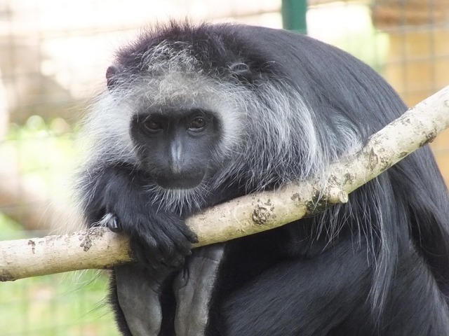 Pensando Macaco Primata - Foto gratuita no Pixabay - Pixabay