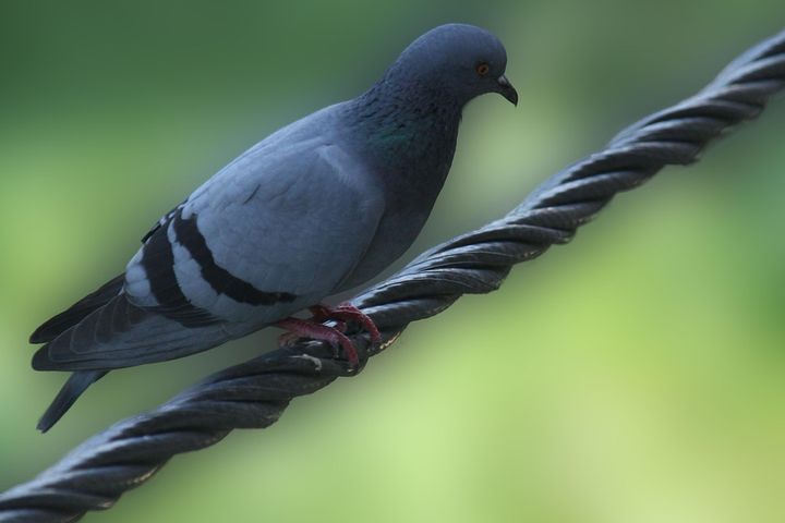 60+ Free Paloma Comun & Bird Photos - Pixabay