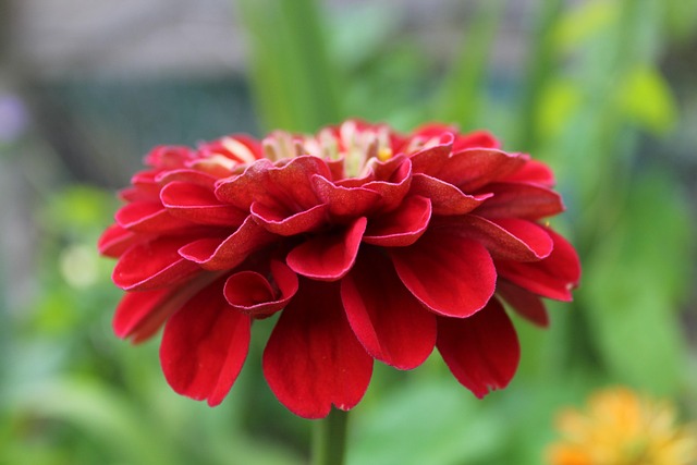 Bunga Merah Kebun Alam - Foto gratis di Pixabay