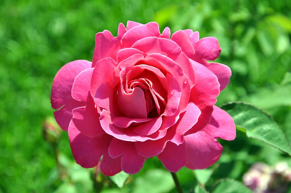 Rose Blume Pflanze Pinke - Kostenloses Foto auf Pixabay - Pixabay