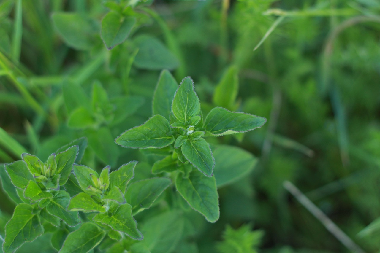 Daun Mint Rempah Tanaman Kebun - Foto gratis di Pixabay - Pixabay