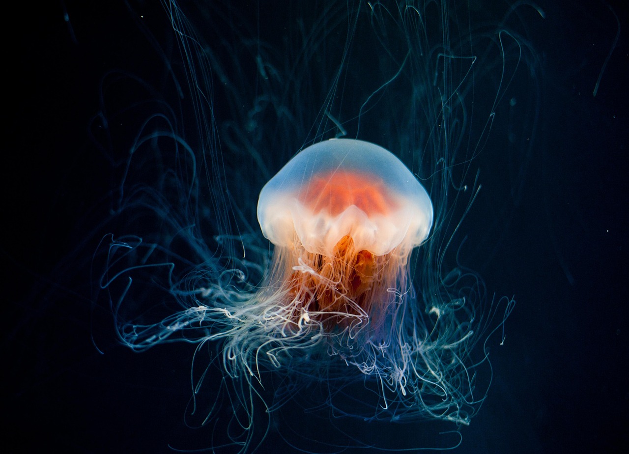 100 000 Free Deep Sea Jellyfish Jellyfish Images Pixabay