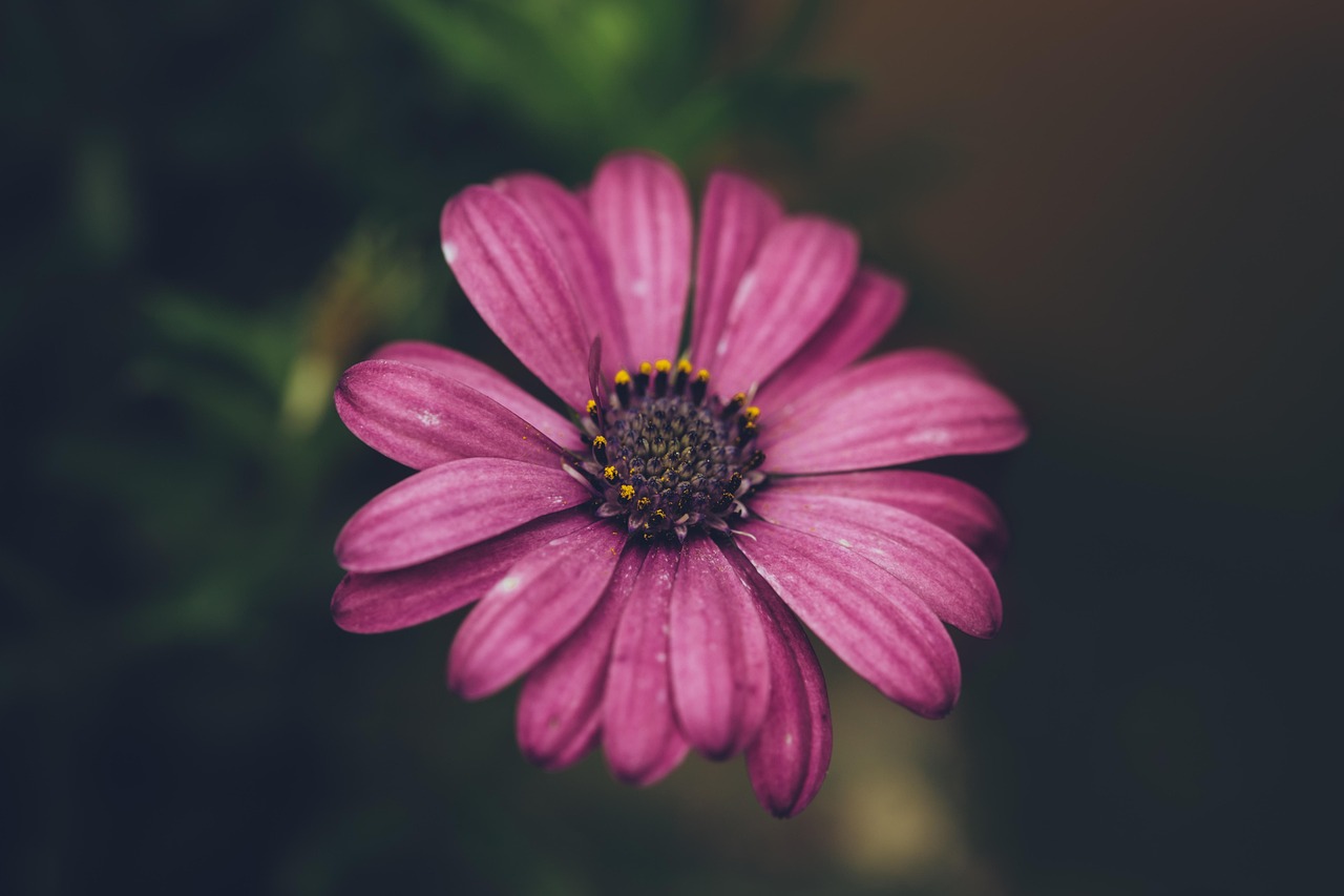 Plus de 20 000 images de South African Beats et de Nature - Pixabay
