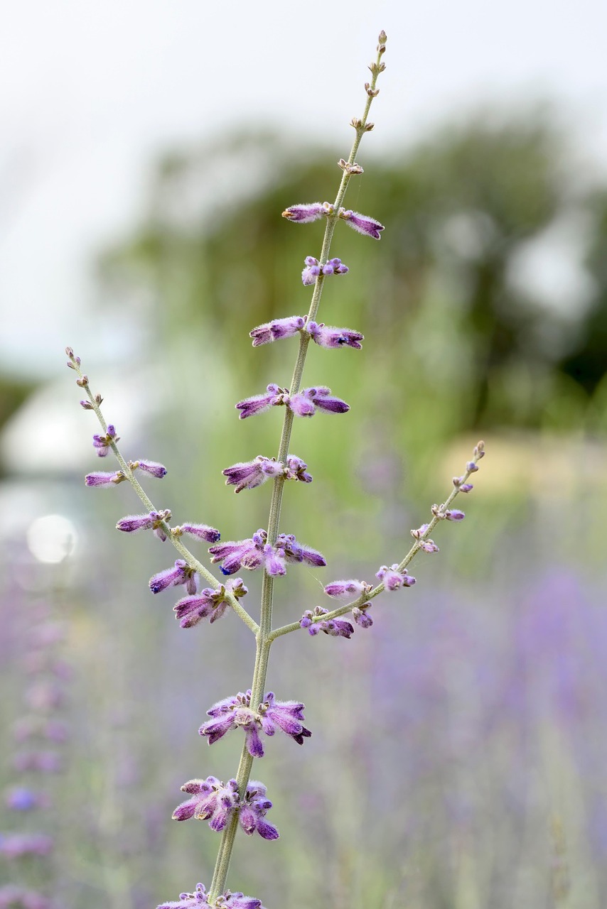 Bunga Lavender Padang Rumput Alam - Foto gratis di Pixabay - Pixabay