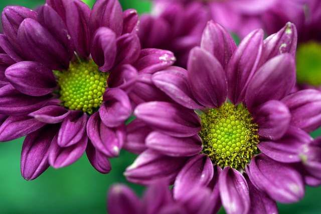 Purple Chrysanthemum Flower
