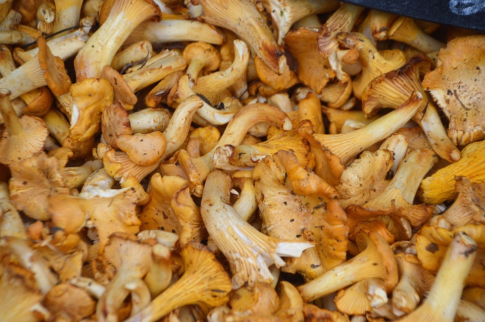 Edible Mushrooms Fungi Vegetables - Free photo on Pixabay