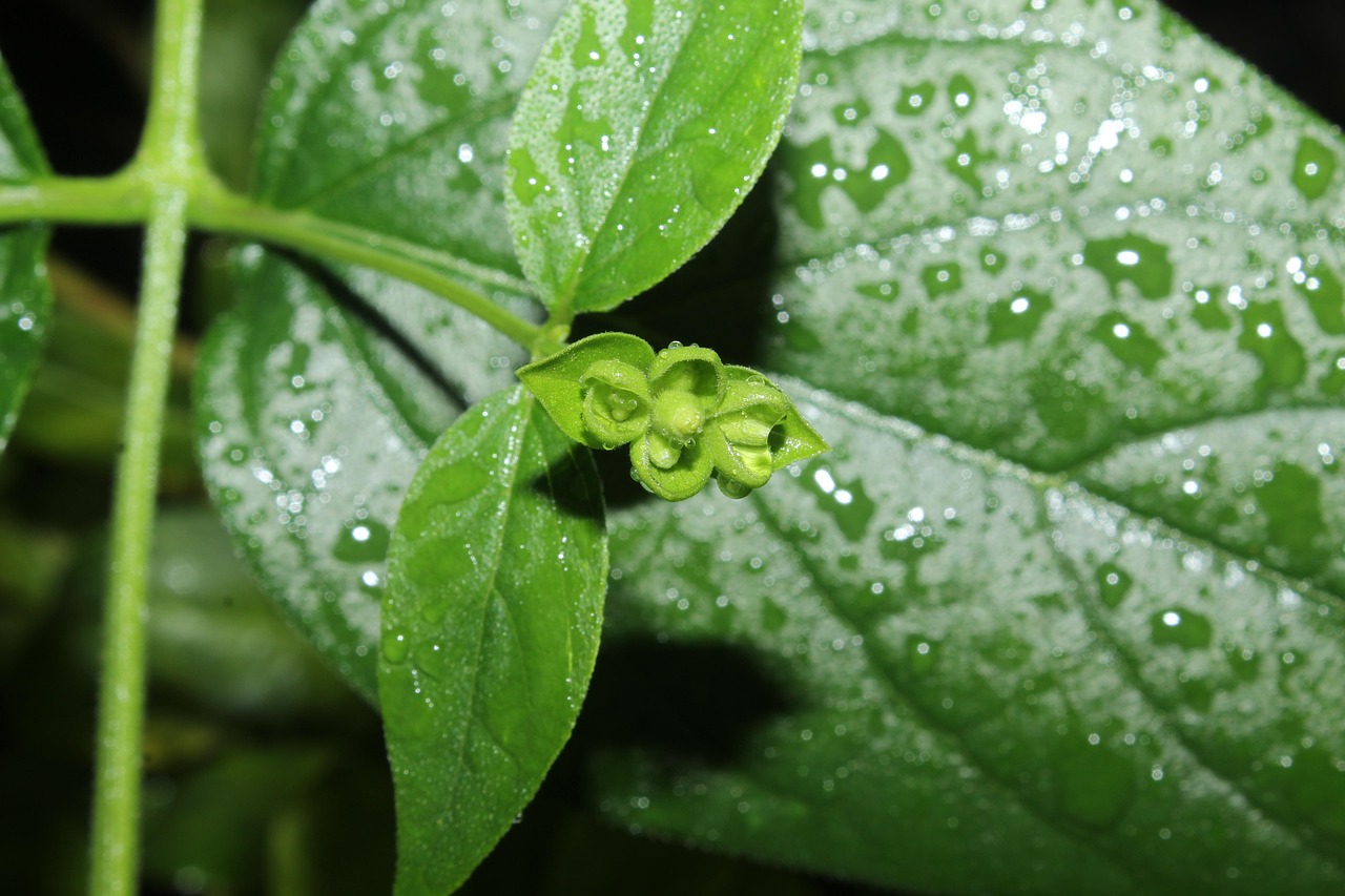 Bourgeon Floral Germer Croissance - Photo gratuite sur Pixabay - Pixabay