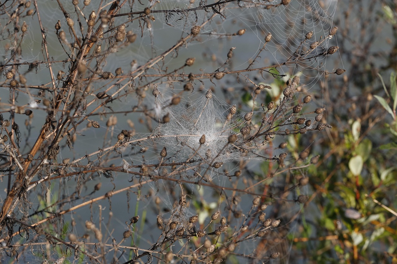 Spinnennetz Strauch Spinnweben - Kostenloses Foto auf Pixabay - Pixabay