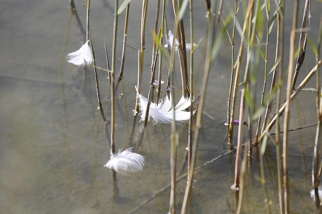 Plumas Plantas Agua - Foto gratis en Pixabay - Pixabay
