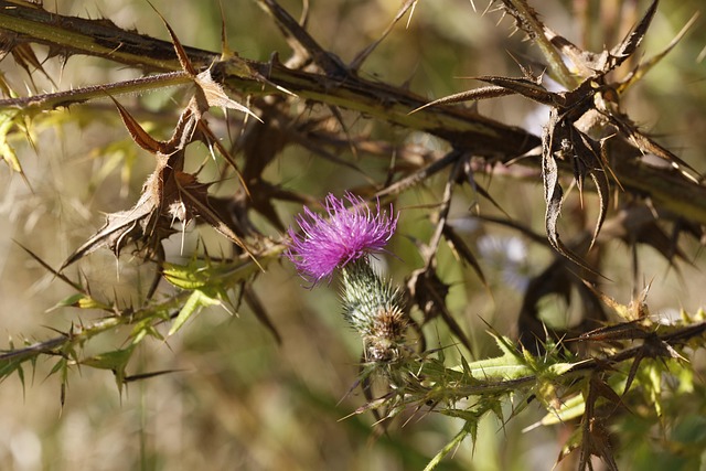 Cardo Flor Planta - Foto gratuita no Pixabay - Pixabay
