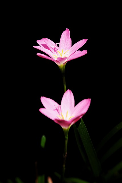 Regen Lilien Zephyr-Lilien Pinke - Kostenloses Foto auf Pixabay - Pixabay