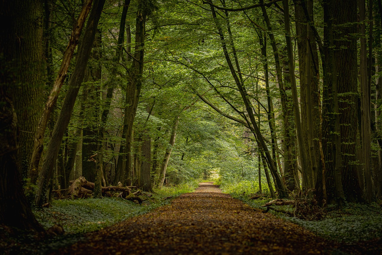 Page 2 - 100,000+ Free Forest Trail & Forest Photos - Pixabay
