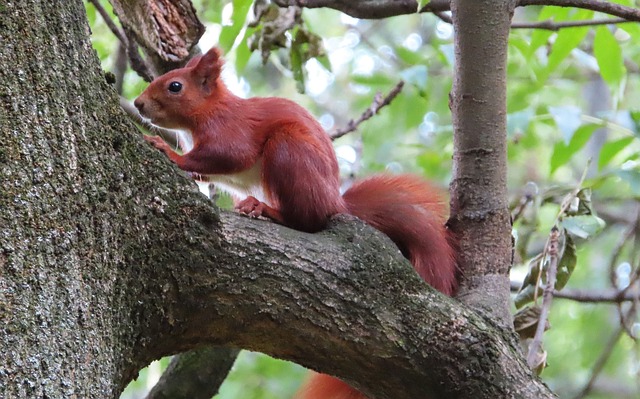Squirrel Red Animal - Free photo on Pixabay