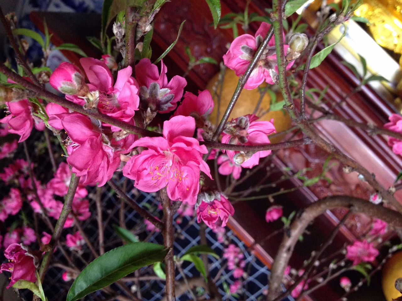 Peach Blossom Fleur Paisible La - Photo gratuite sur Pixabay - Pixabay