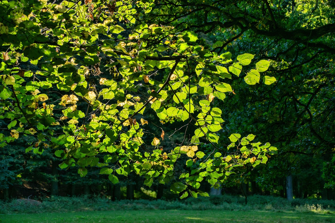 Tree Light Leaves - Free photo on Pixabay - Pixabay