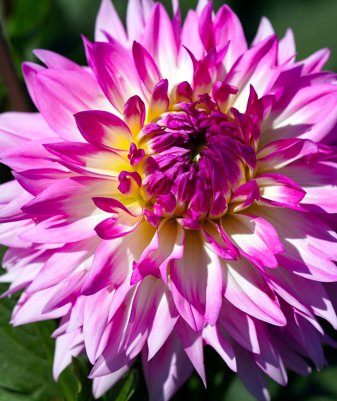 Dahlia Fleur Rose Nature - Photo gratuite sur Pixabay - Pixabay