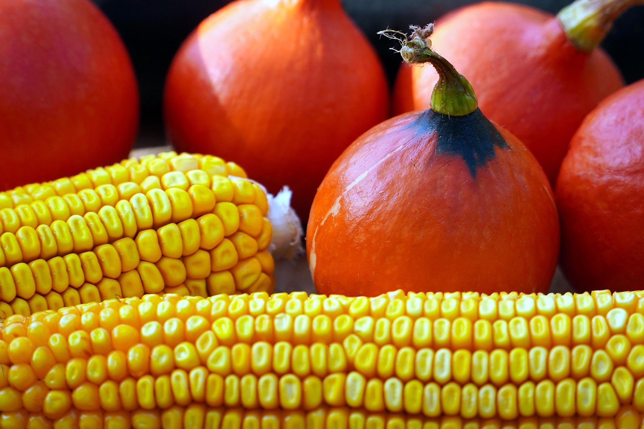 Más de 50 fotos de Elote y Maíz gratis - Pixabay
