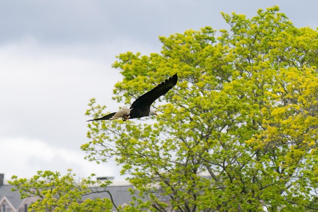 Bird Eagle Raptor - Free photo on Pixabay