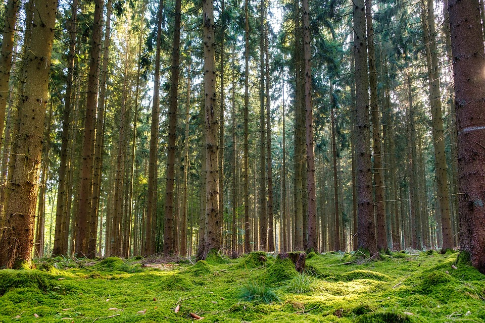 Foresta Alberi Boschi - Foto gratis su Pixabay