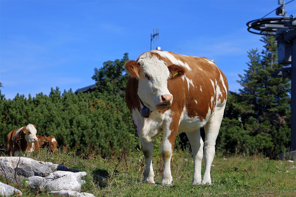 Cow Animal Pasture - Free photo on Pixabay