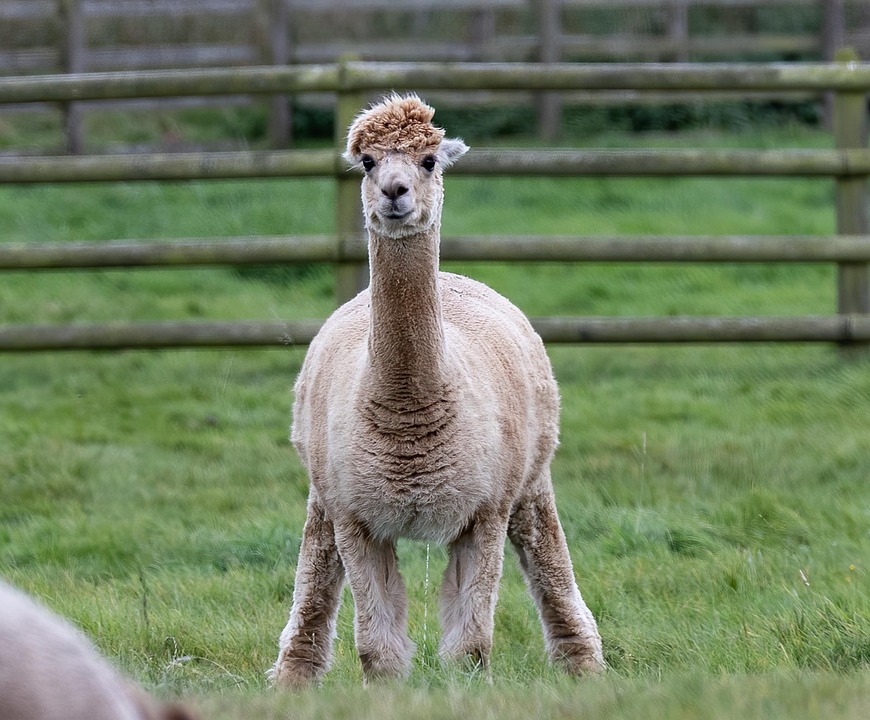 Alpaca Animal Livestock - Free photo on Pixabay