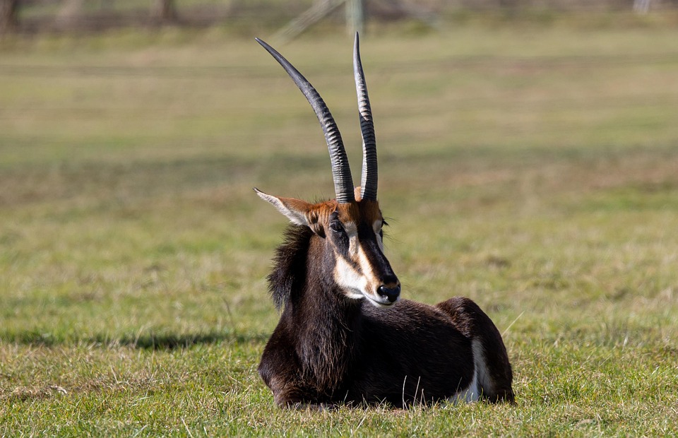 Sable Antilop Szavanna - Ingyenes fotó a Pixabay-en - Pixabay